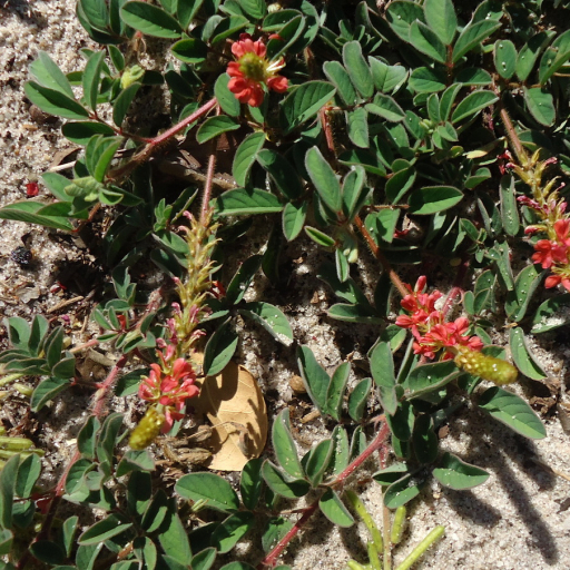 Hairy Indigo (Indigofera Hirsuta) Care Guide: Water, Soil & Propagation ...