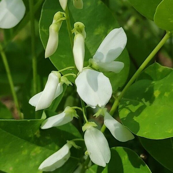 Chinese Indigo (Indigofera Incarnata) Care Guide: Water, Soil ...