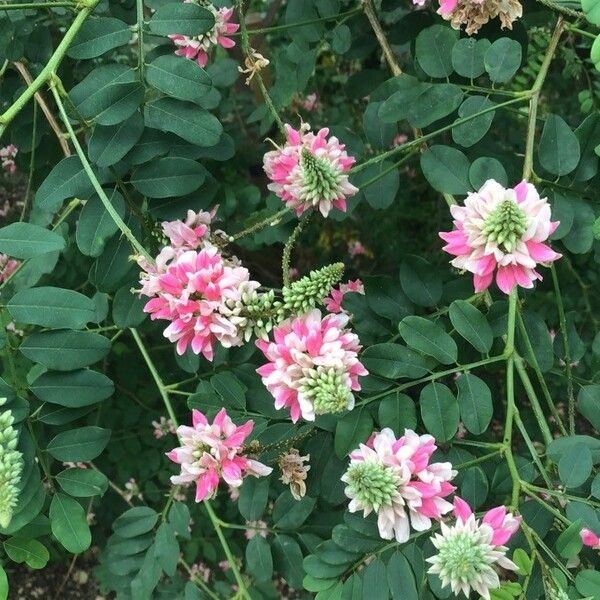 River Indigo (Indigofera Jucunda) Care Guide: Water, Soil & Propagation ...