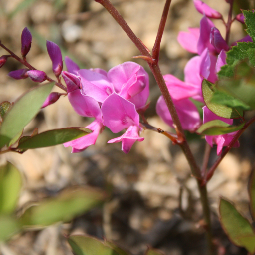 Kirilow's Indigo (Indigofera Kirilowii) Plant Care & How to Grow, Water