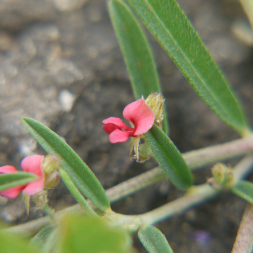Narrowleaf Indigo (Indigofera Linifolia) Plant Care & How to Grow, Water