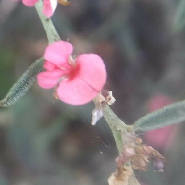 Scarlet-Pea (Indigofera Miniata) Plant Care & How to Grow, Water