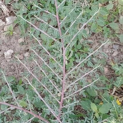Indigofera Oblongifolia Care Guide: Water, Soil & Propagation - Plantiary