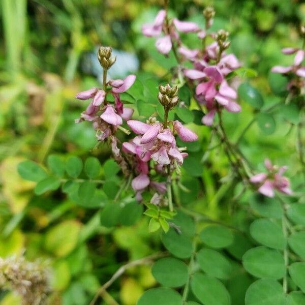 Indigofera Pseudotinctoria Plant Care & How to Grow, Water