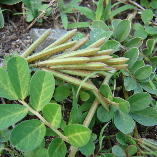 Creeping Indigo (Indigofera Spicata) Plant Care & How to Grow, Water