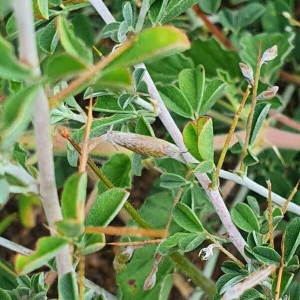 Indigofera Spinosa Care Guide: Water, Soil & Propagation - Plantiary