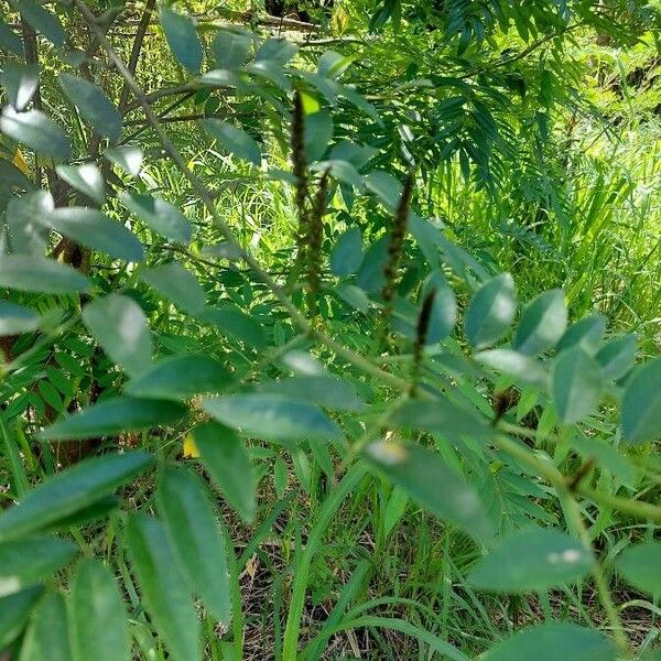 Zollinger's Indigo (Indigofera Zollingeriana) Care Guide: Water, Soil ...