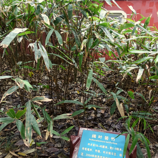 Broad-Leaf Bamboo (Indocalamus Latifolius) Plant Care & How to Grow, Water