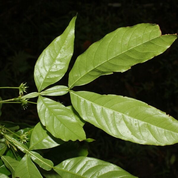 Inga Acuminata Plant Care & How to Grow, Water