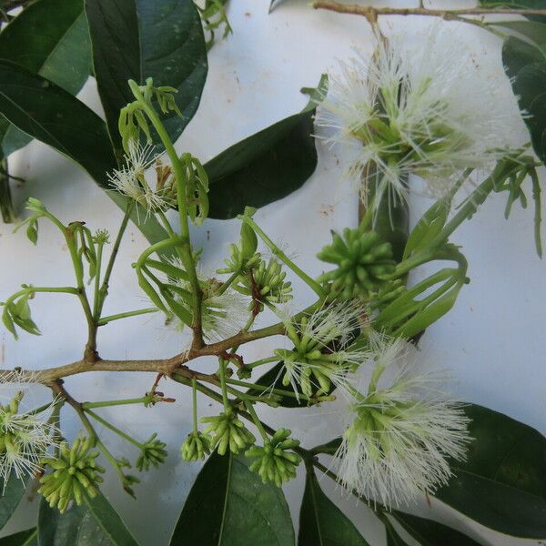 Inga Allenii Plant Care & How to Grow, Water