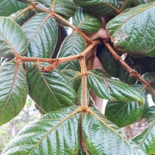 Inga Chocoensis Plant Care & How to Grow, Water