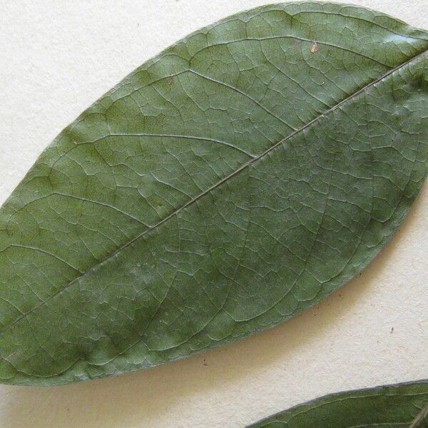 Inga Cinnamomea Care Guide: Water, Soil & Propagation - Plantiary