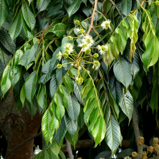 Ice-cream-bean (Inga Edulis) Plant Care & How to Grow, Water