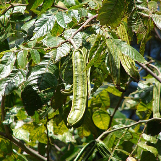 Ice-Cream Bean Tree (Inga Feuillei) Plant Care & How to Grow, Water