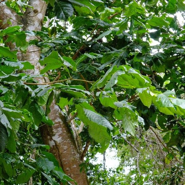 Icecream Bean (Inga Ingoides) Plant Care & How to Grow, Water