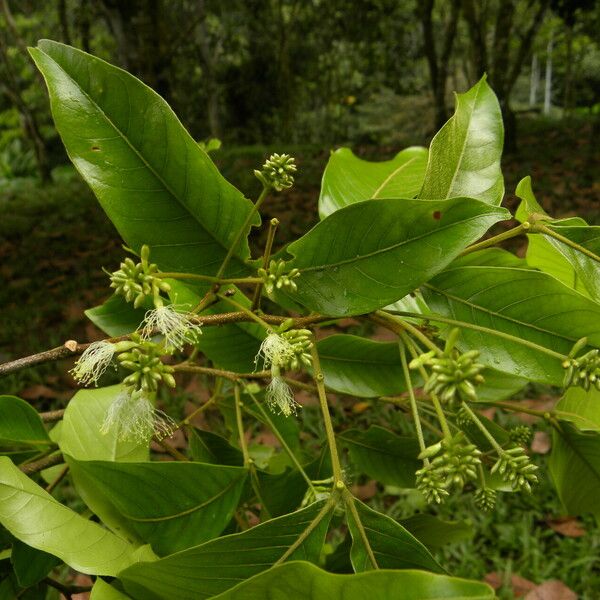 Inga Laevigata Plant Care & How to Grow, Water