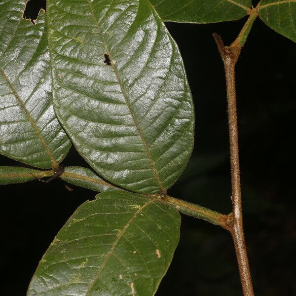 Inga Litoralis Plant Care & How to Grow, Water