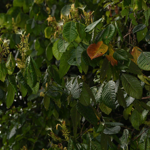 Inga Macrophylla Plant Care & How to Grow, Water