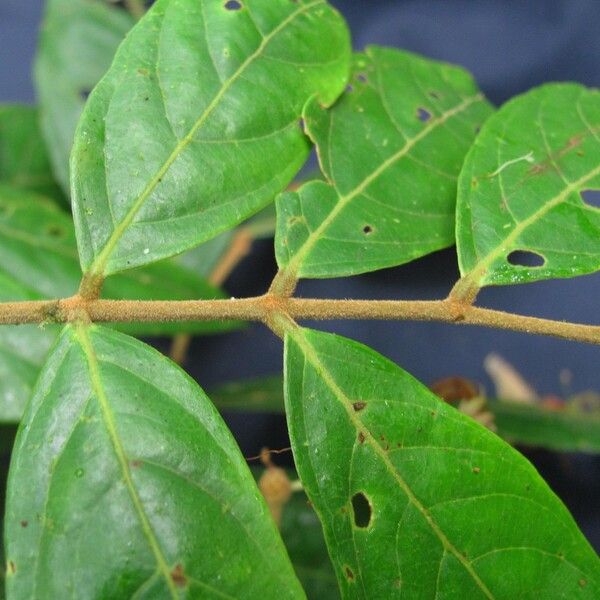 Guama Venezolano (Inga Nobilis) Plant Care & How to Grow, Water