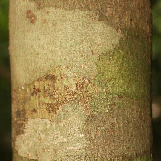 Inga Paraensis Care Guide: Water, Soil & Propagation - Plantiary