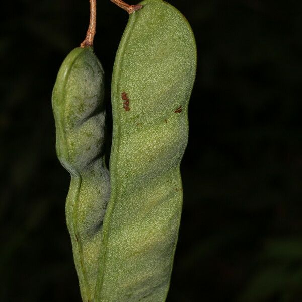 Inga Polita Care Guide: Water, Soil & Propagation - Plantiary