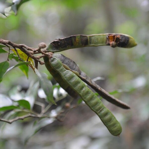 Inga Punctata Plant Care & How to Grow, Water