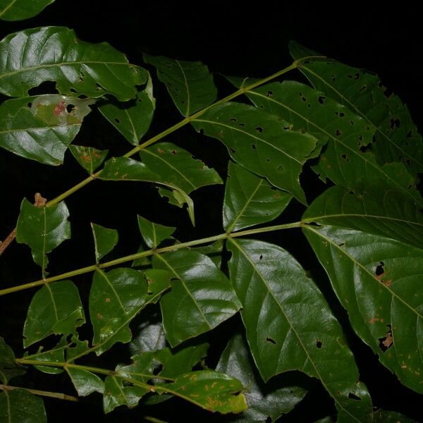 Inga Samanensis Plant Care & How to Grow, Water