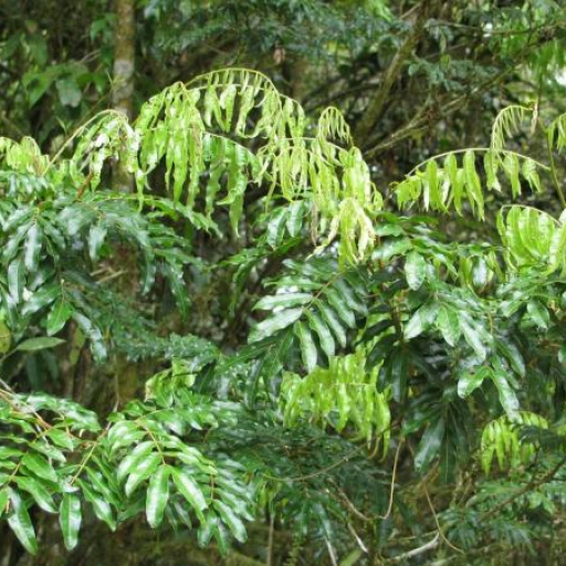 Inga Skutchii Plant Care & How to Grow, Water