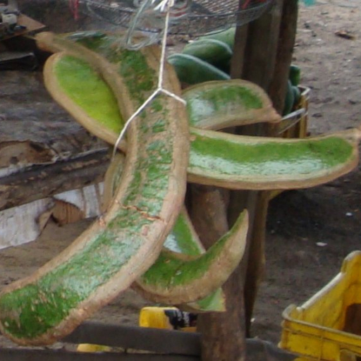 Machete Ice Cream Bean (Inga Spectabilis) Plant Care & How to Grow, Water