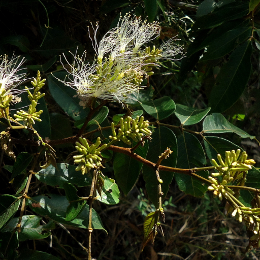 Inga Thibaudiana Plant Care & How to Grow, Water