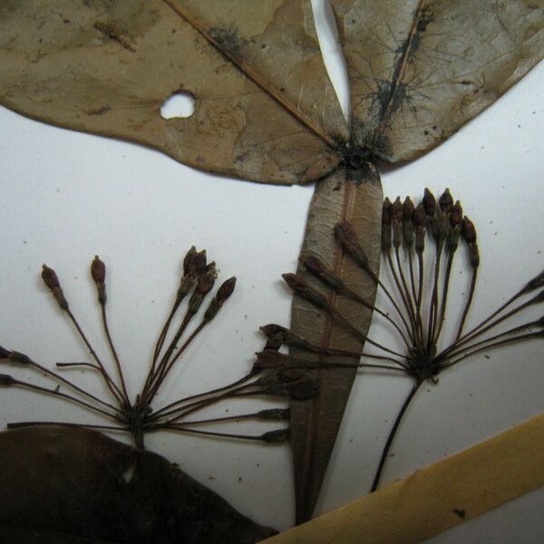 Inga Umbellifera Care Guide: Water, Soil & Propagation - Plantiary