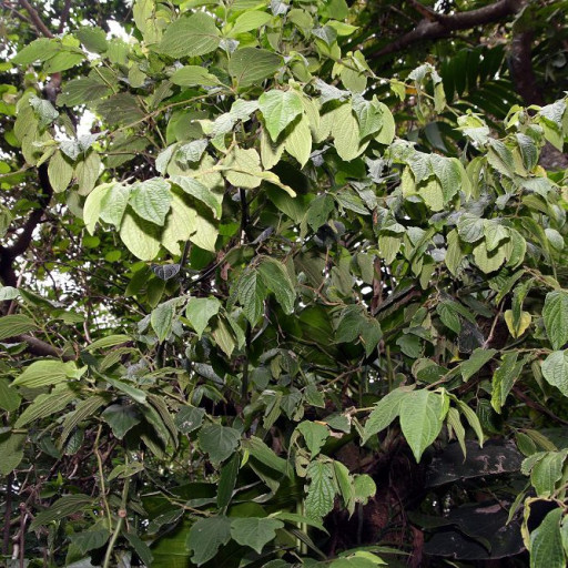 River Koko (Inga Vera) Plant Care & How to Grow, Water