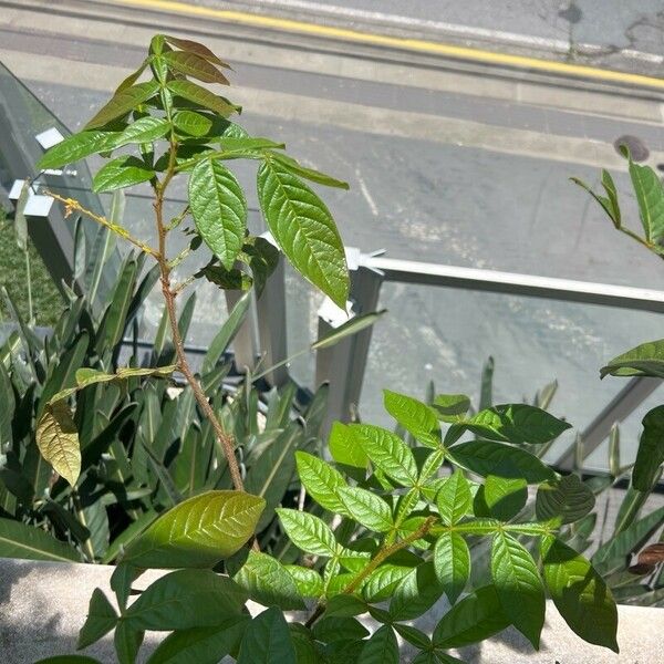 Inga Vulpina Plant Care & How to Grow, Water