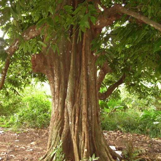 Polynesian Chestnut (Inocarpus Fagifer) Plant Care & How to Grow, Water