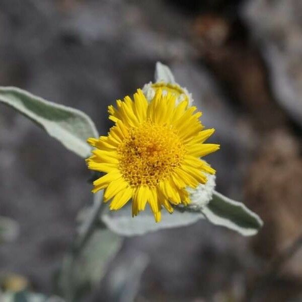 Inula Aschersoniana Plant Care & How to Grow, Water