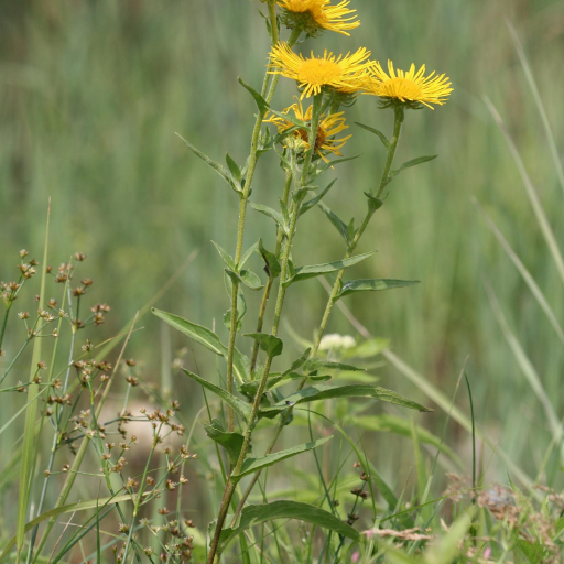 British Yellowhead (Inula Britannica) Plant Care & How to Grow, Water