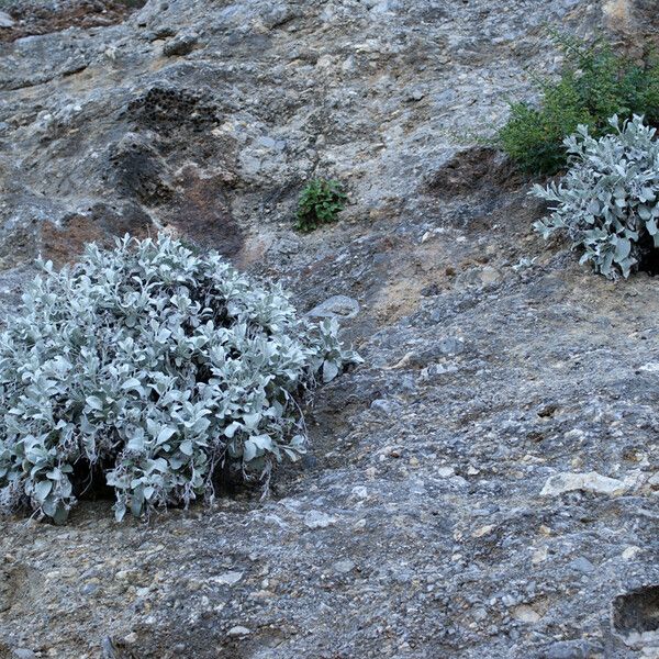 Inula Candida Plant Care & How to Grow, Water