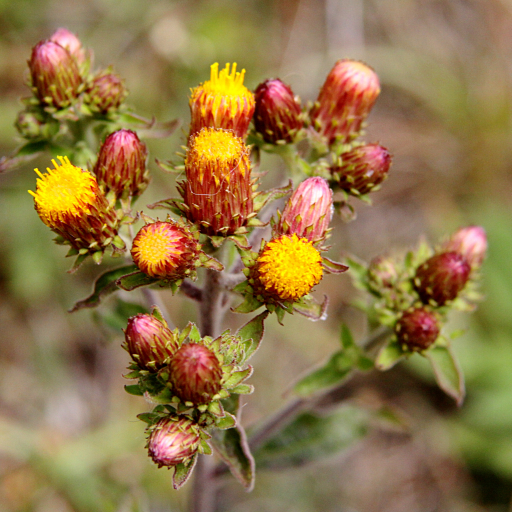 Ploughman's-Spikenard (Inula Conyza) Care Guide: Water, Soil ...
