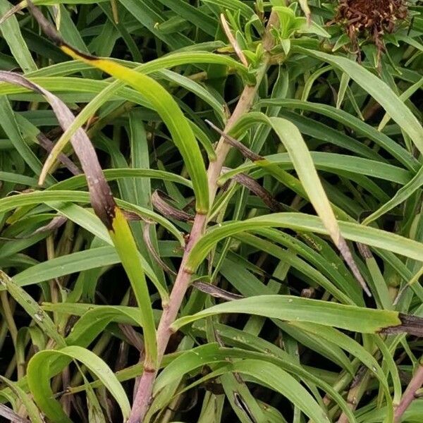 Inula Ensifolia Plant Care & How to Grow, Water