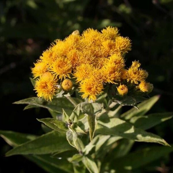 German Fleabane (Inula Germanica) Plant Care & How to Grow, Water