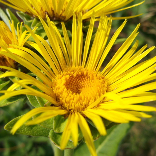 Elecampane (Inula Helenium) Plant Care & How to Grow, Water