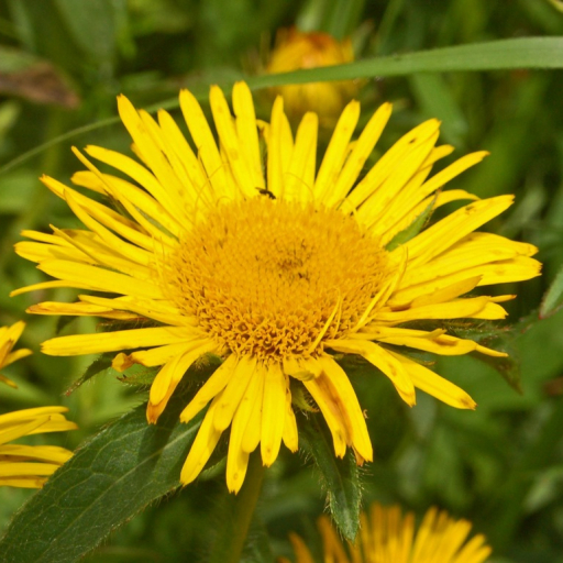 Downy Elecampane (Inula Hirta) Plant Care & How to Grow, Water