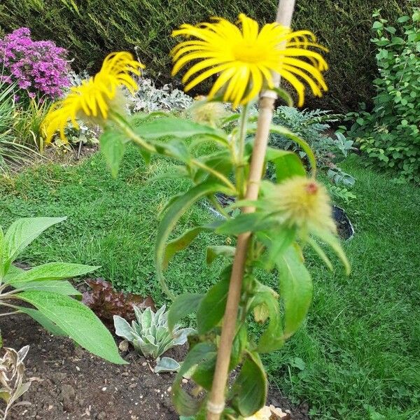 Hooker's Inula (Inula Hookeri) Plant Care & How to Grow, Water