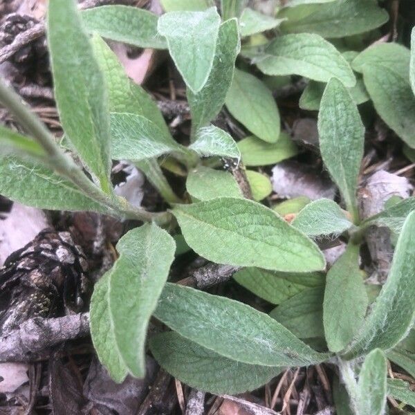 Mountain Inula (Inula Montana) Plant Care & How to Grow, Water