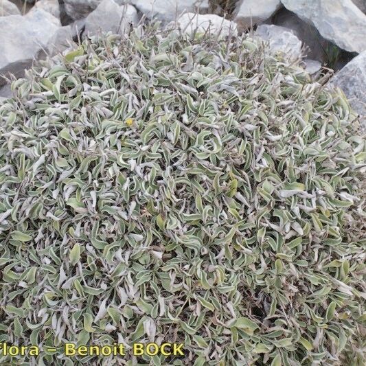 Inula Pseudolimonella Plant Care & How to Grow, Water