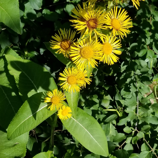 Indian Elecampane (Inula Racemosa) Plant Care & How to Grow, Water