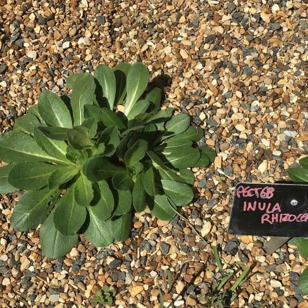 Stemless Inula (Inula Rhizocephala) Plant Care & How to Grow, Water