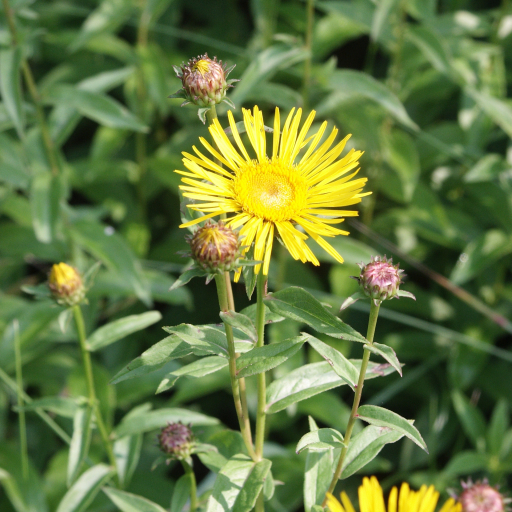 Irish Fleabane (Inula Salicina) Plant Care & How to Grow, Water
