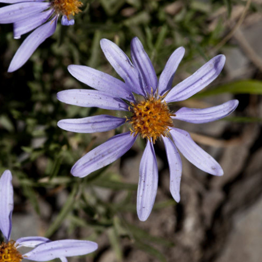 Rocky Mountain Aster (Ionactis Stenomeres) Care Guide: Water, Soil ...