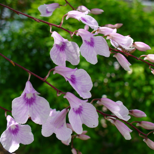 Delicate Violet Orchid (Ionopsis Utricularioides) Plant Care & How to ...